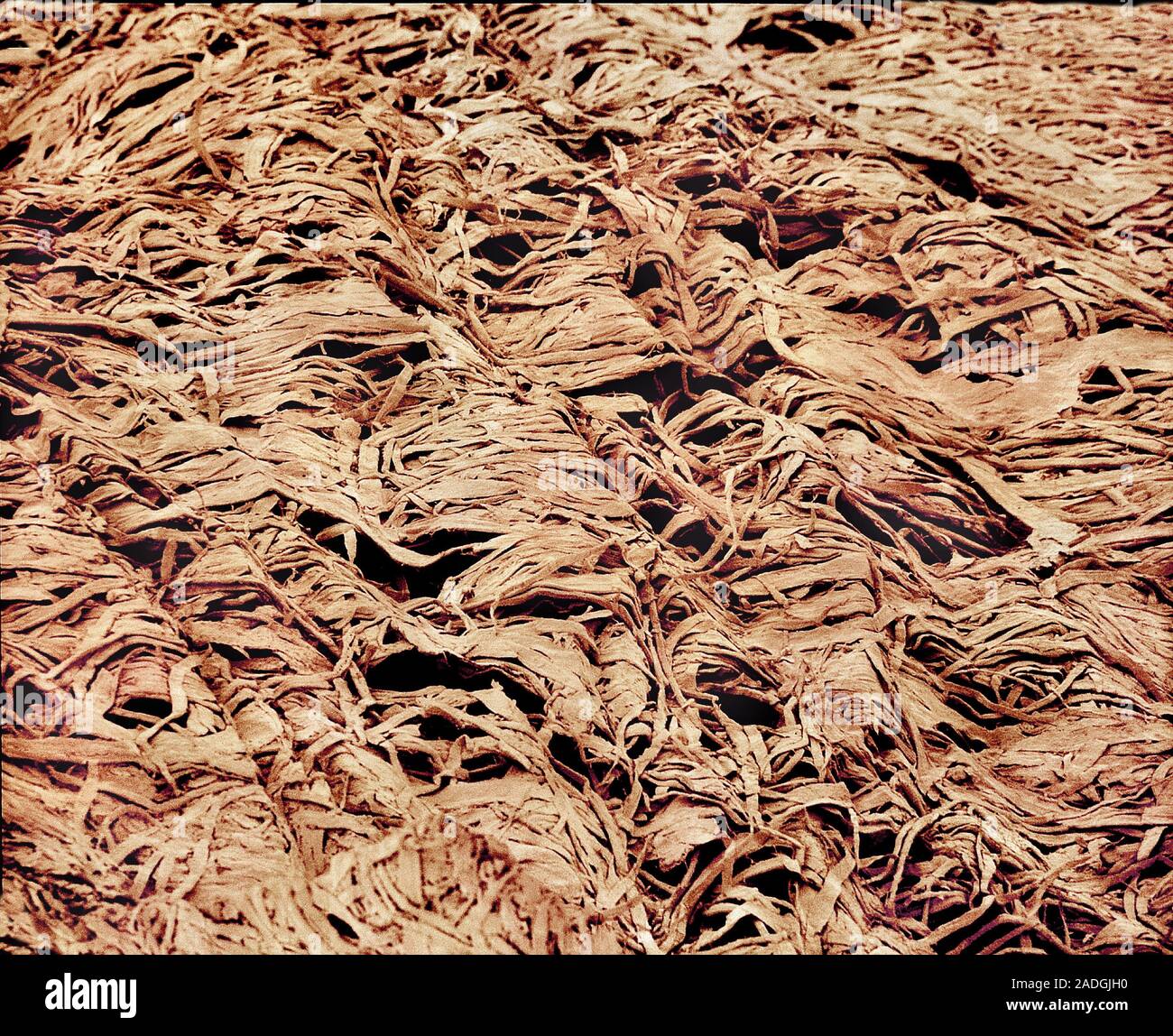 Toilet paper fibres. Coloured scanning electron micrograph (SEM) of a ...