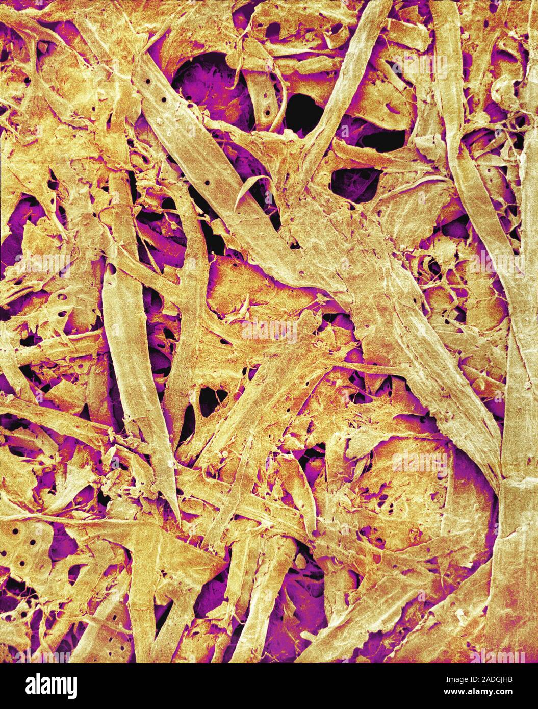 Magazine paper. Coloured scanning electron micrograph (SEM) of fibres ...