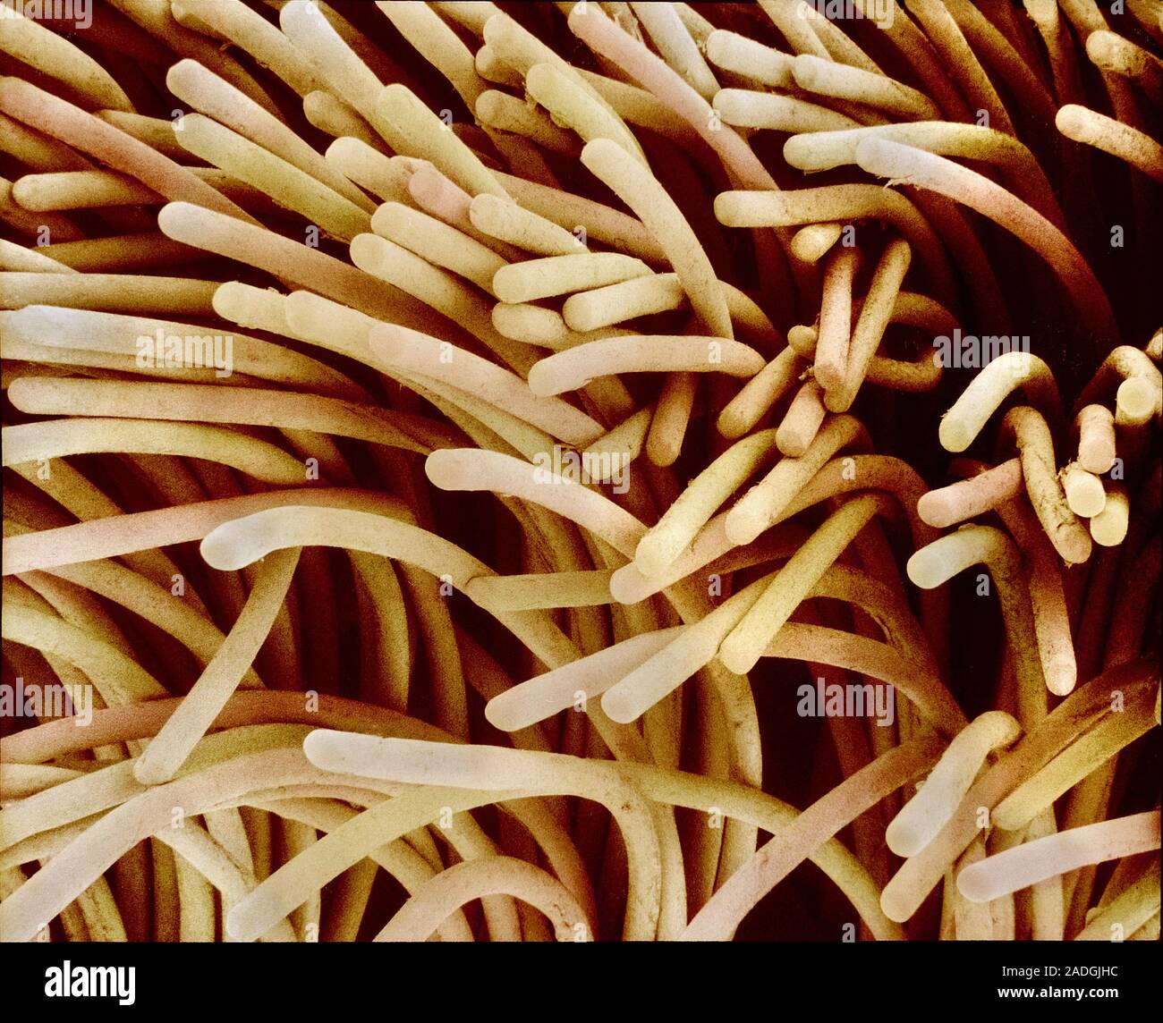 Toothbrush. Coloured scanning electron micrograph (SEM) of the bristles ...