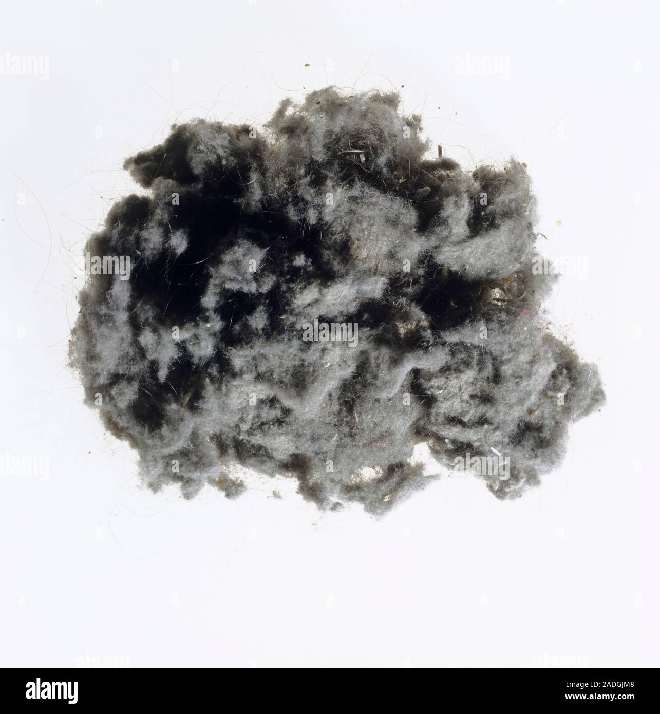 Household dust taken from a vacuum cleaner. Such dust comprises skin ...