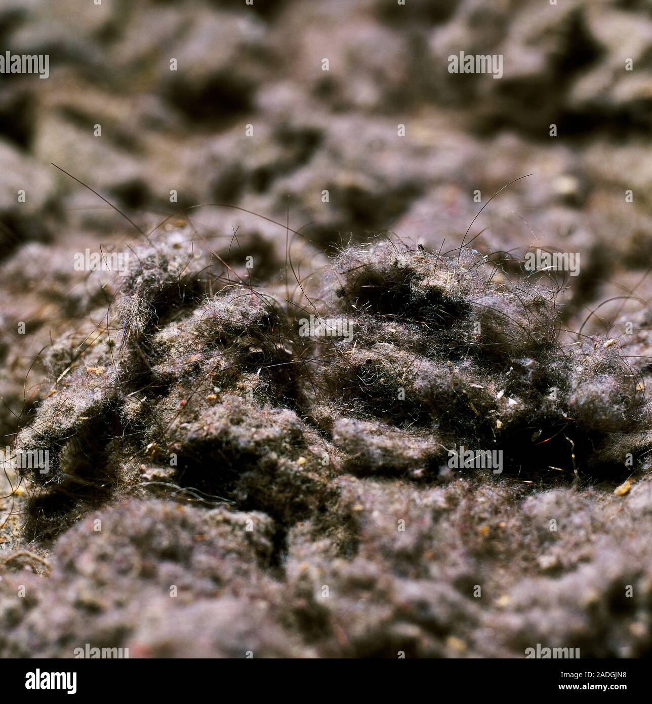 Household dust. Close-up of household dust taken from a vacuum cleaner ...