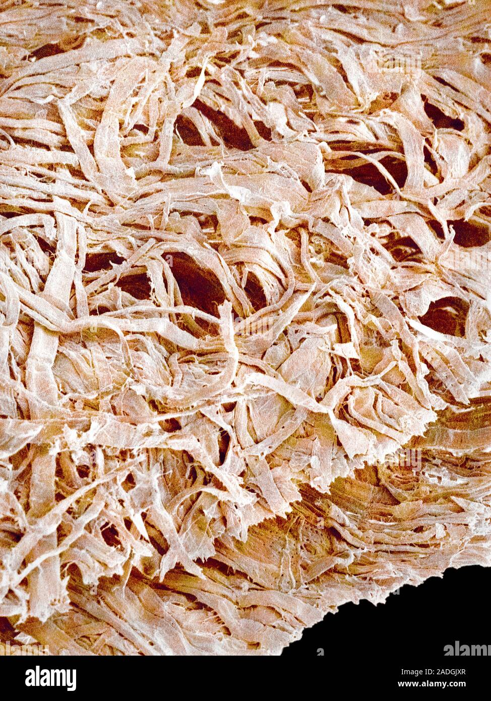 Toilet paper fibres. Coloured scanning electron micrograph (SEM) of a ...