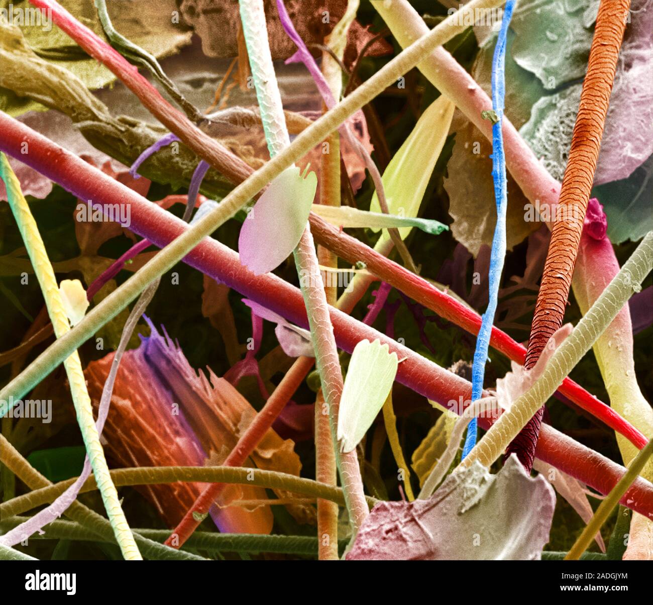 Household dust, coloured scanning electron micrograph (SEM ...