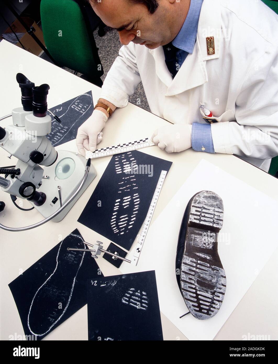 Measuring footprints. Forensic scientist using a ruler to measure ...