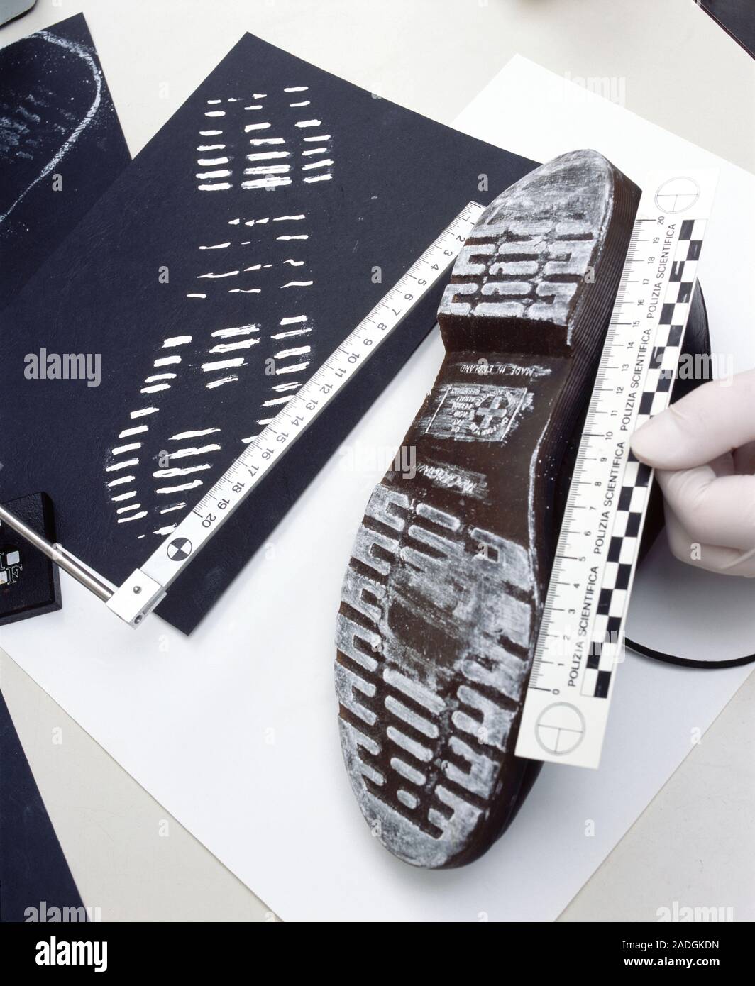 Measuring footprints. Forensic scientist using a ruler to measure ...