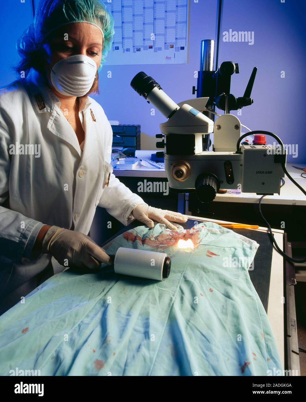 Collecting evidence. Forensic scientist using an adhesive roller to ...