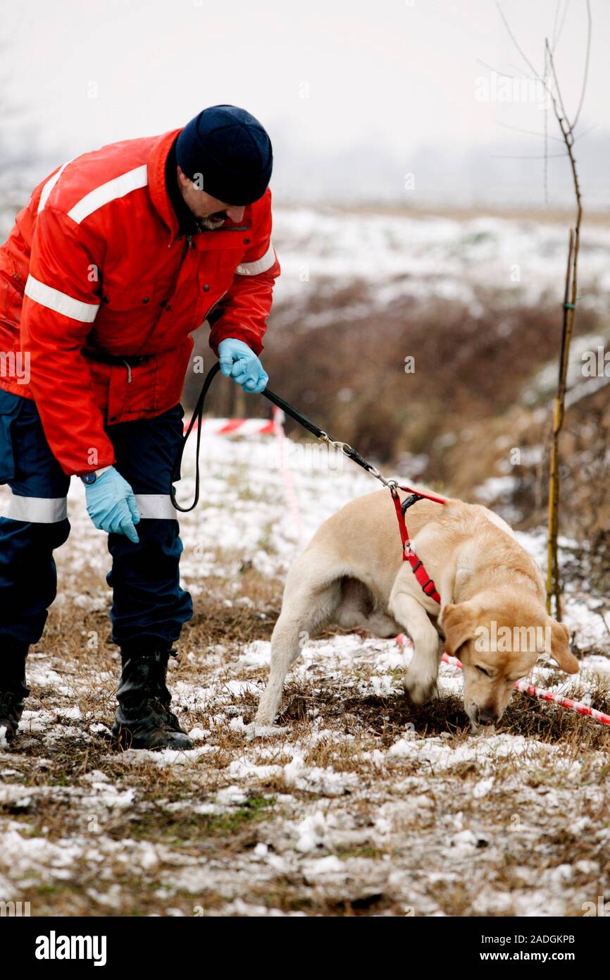 Finding human remains. Dog being trained to find a dead body. Such dogs ...