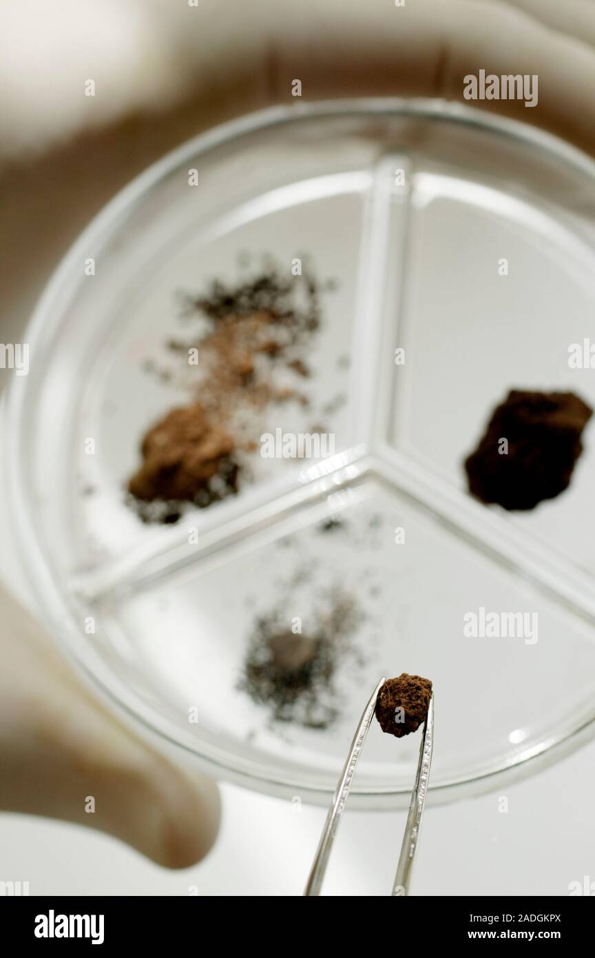 Soil samples in a petri dish for forensic analysis and comparison. The ...