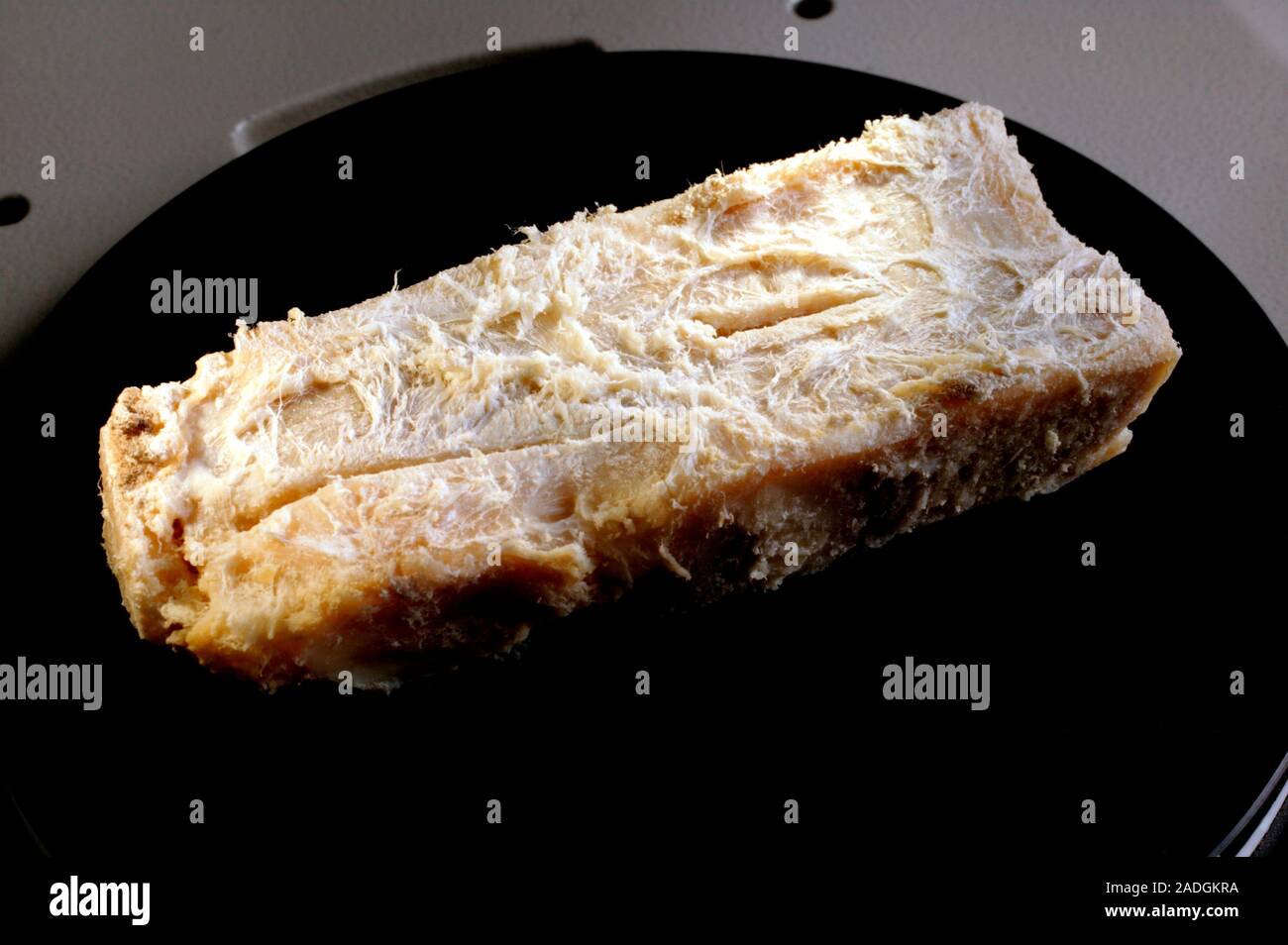 Stab wounds on bone. Piece of bone from a murder victim being examined ...