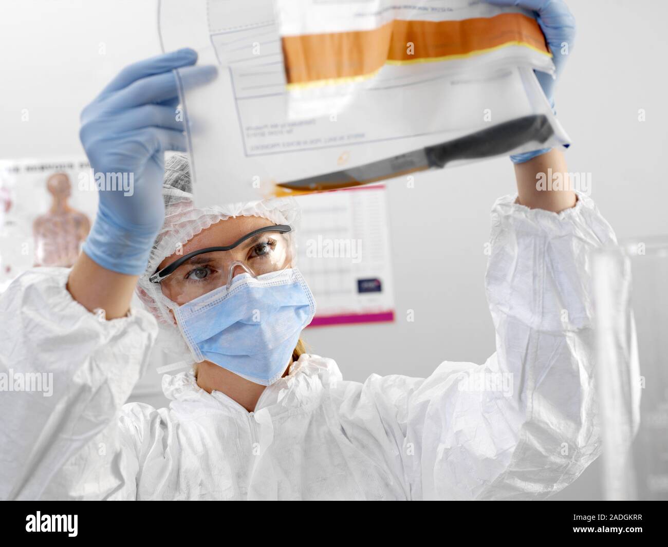 Forensic evidence. Scene of crime officer (SOCO) holding up a bag ...