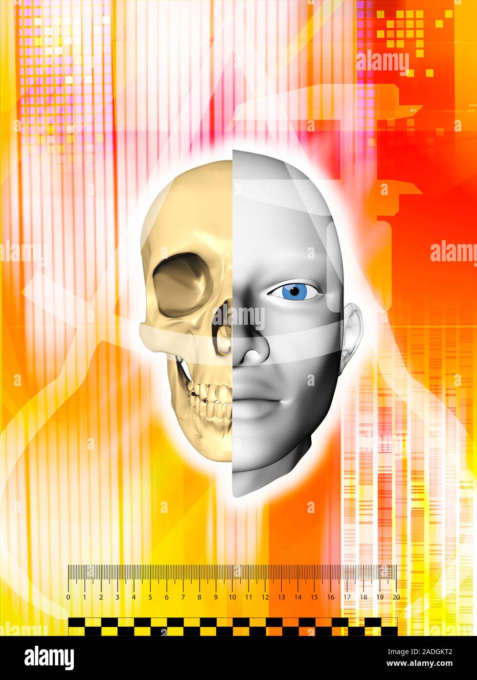 Forensic science. Computer artwork depicting different fields in ...