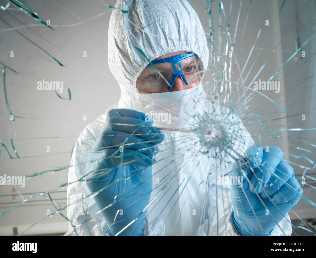 Collecting evidence. Forensics officer using forceps to collect ...