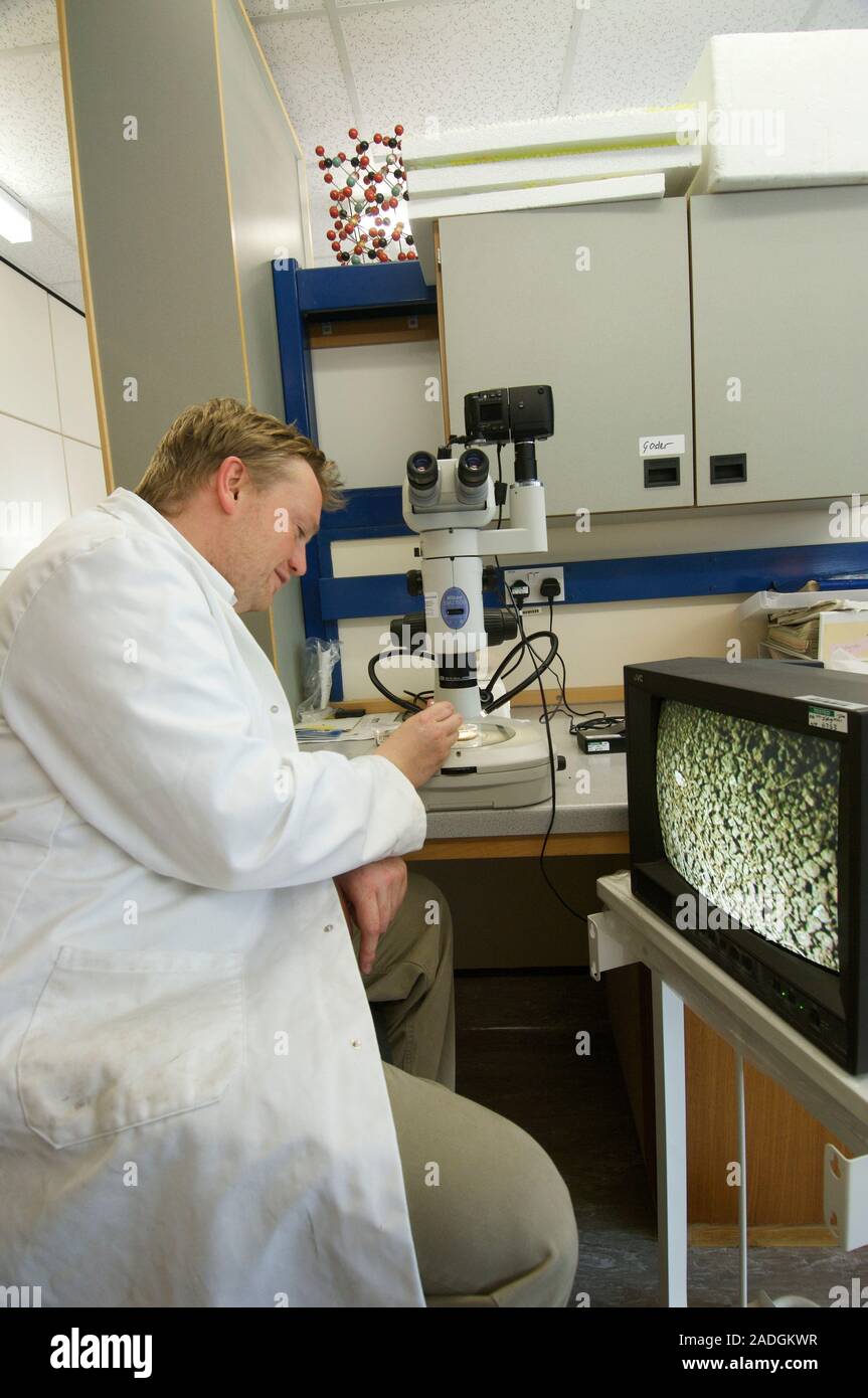Forensic examination of soil particles. Forensic officer examining soil ...