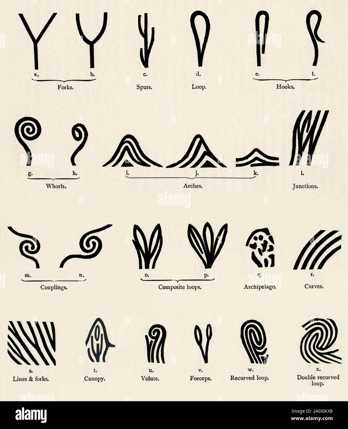 Features of fingerprints , artwork from Dr Henry Faulds's Guide to ...