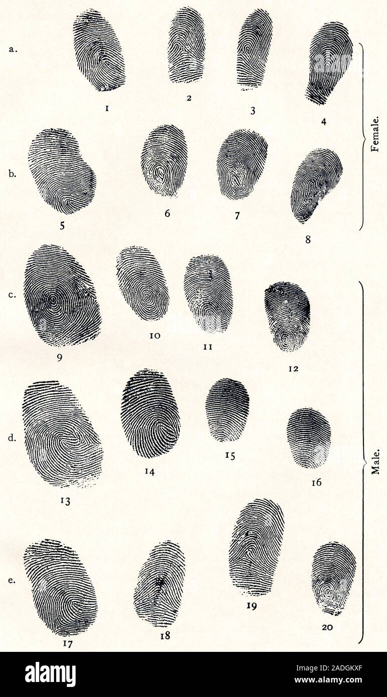 Sets of fingerprints, artwork from Dr Henry Faulds's Guide to Finger ...