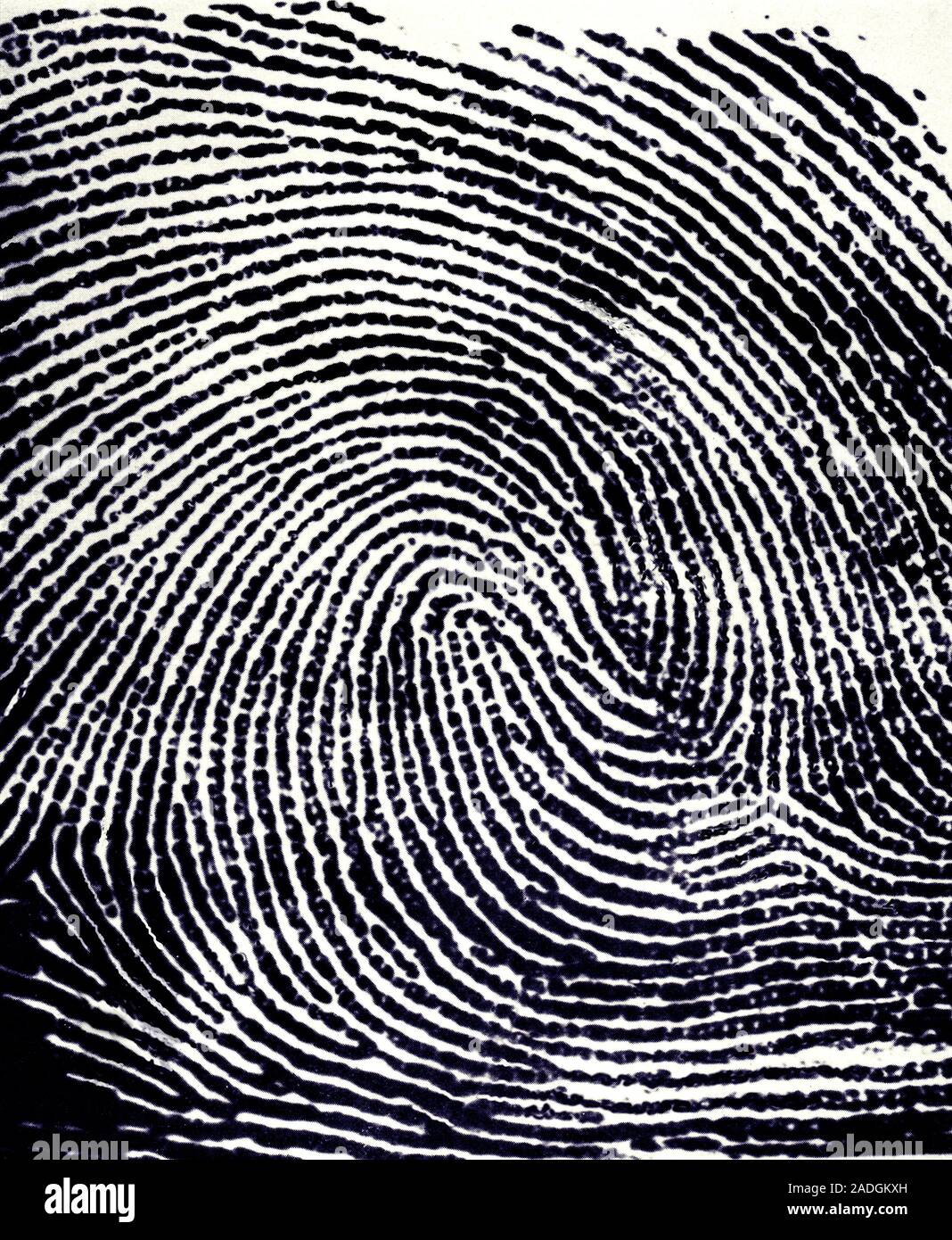 Enlarged fingerprint, artwork from Dr Henry Faulds's Guide to Finger ...