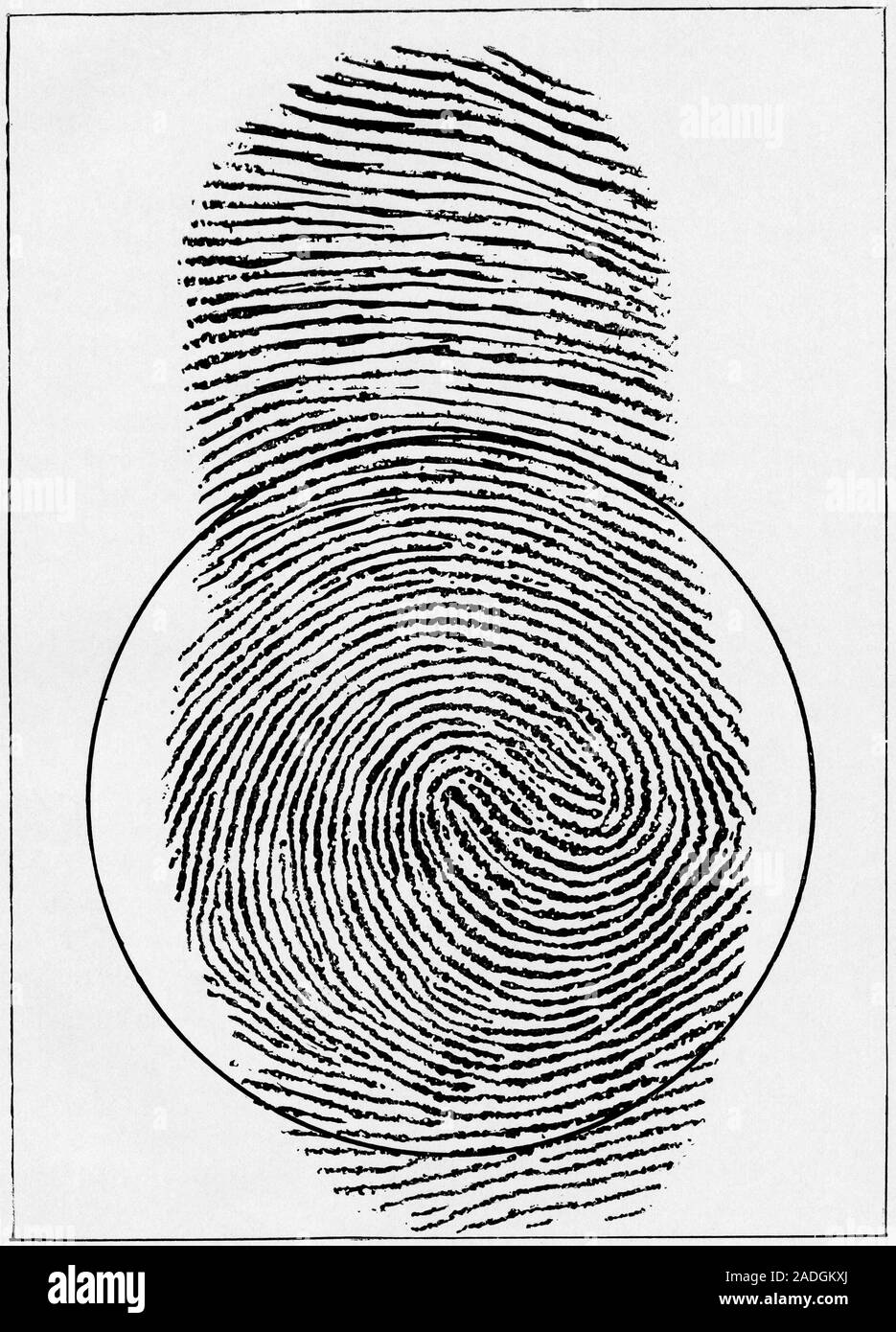 Enlarged fingerprint, artwork from Dr Henry Faulds's Guide to Finger ...