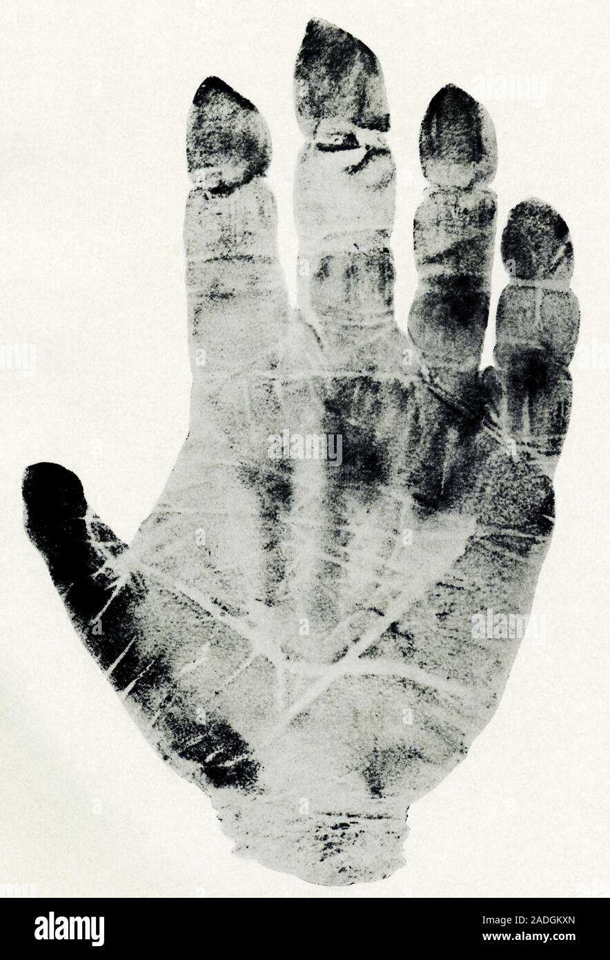 Handprint of gorilla, artwork from Dr Henry Faulds's Guide to Finger ...