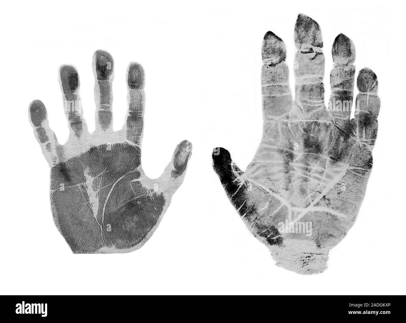 Human and gorilla handprints. On the left is a handprint from the left ...