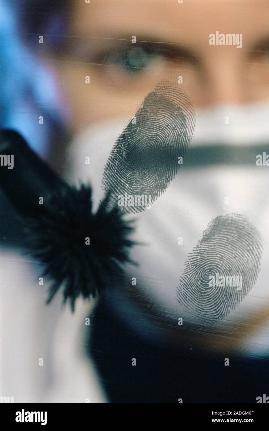 Fingerprint detetion. Forensic scientist using powder to reveal ...