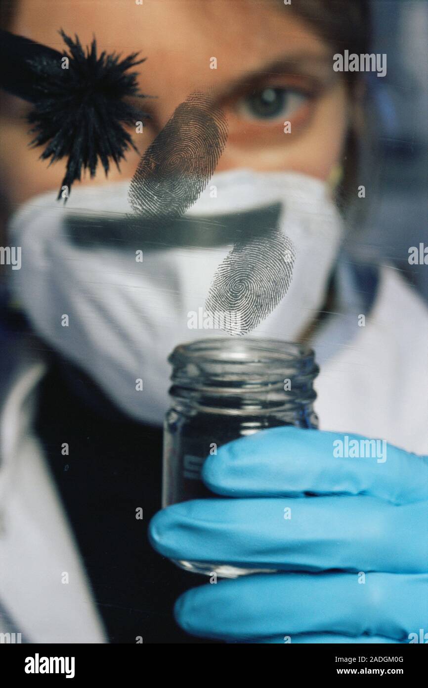 Fingerprint detection. Forensic scientist using powder to reveal ...