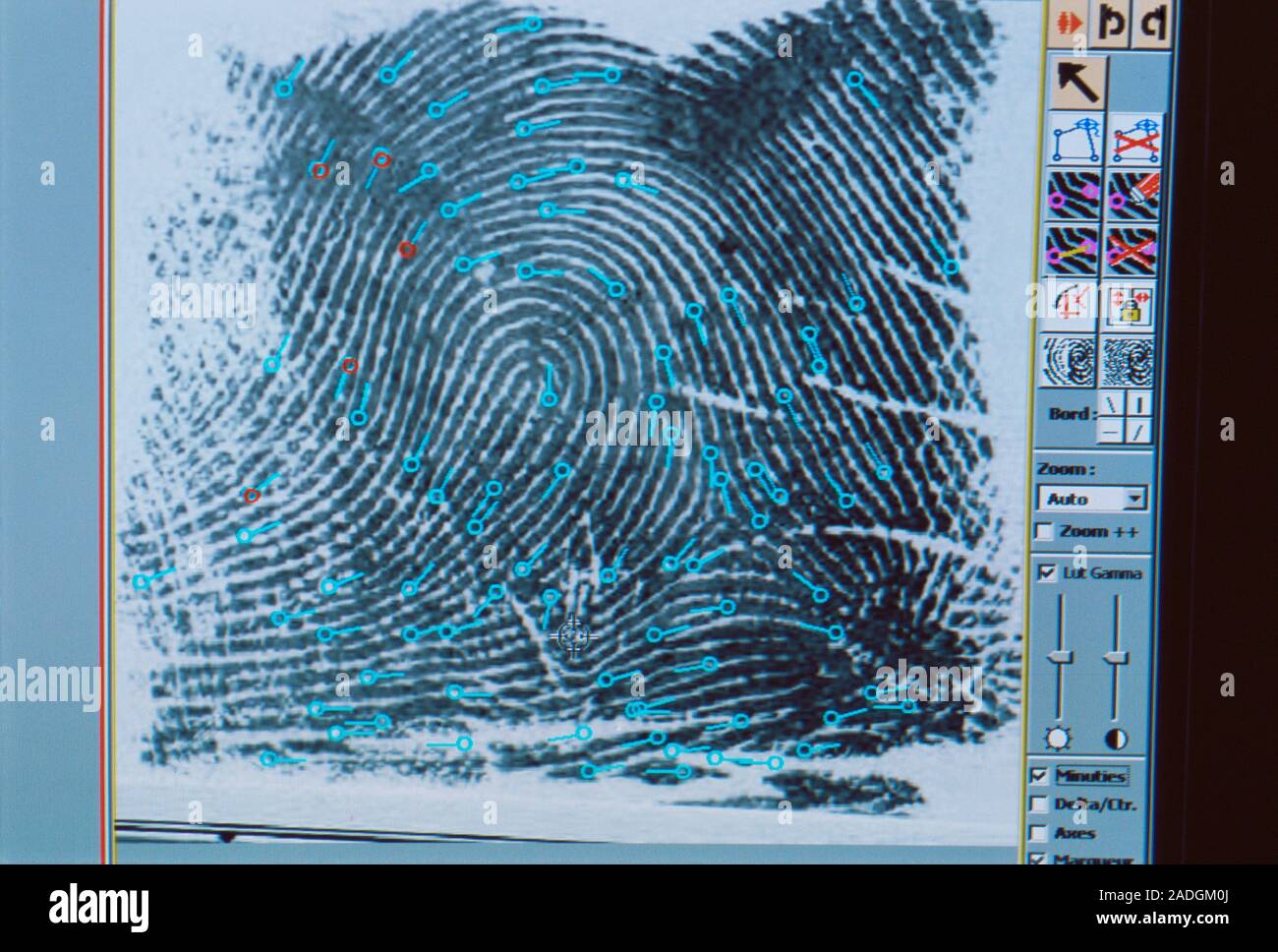Fingerprint analysis. Computer graphic of a fingerprint from a police ...