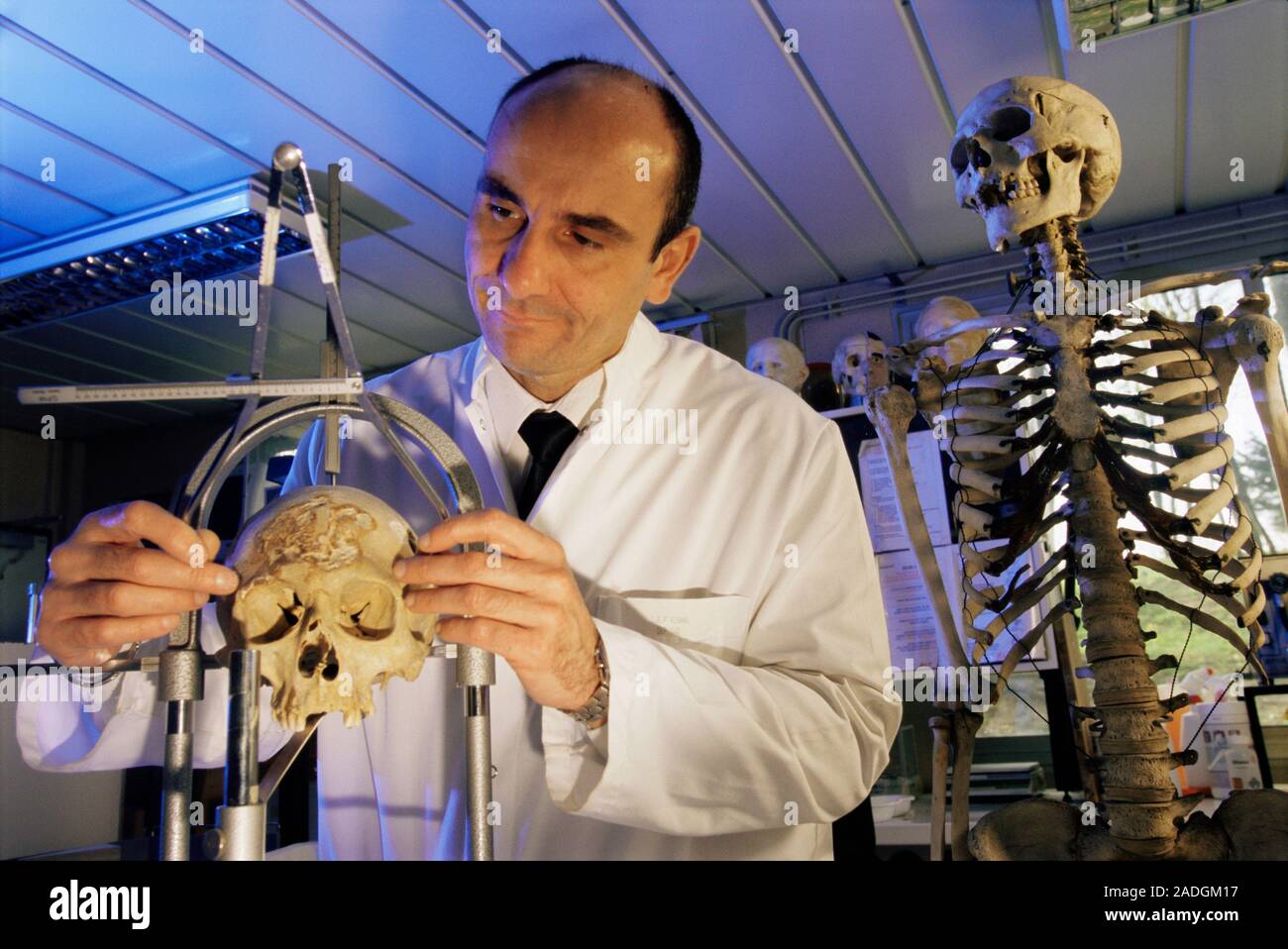 Forensic facial reconstruction. Forensic scientist measuring a skull ...