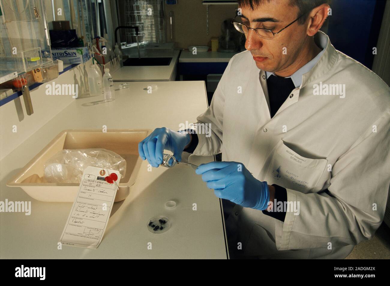 Forensic entomology. Forensic scientist sampling flies found on a ...