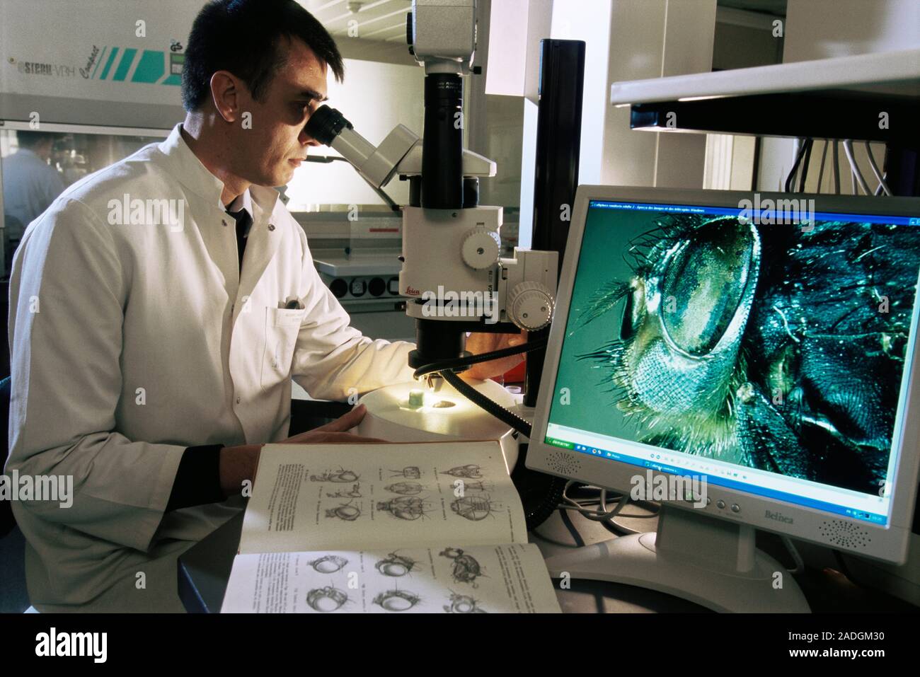Forensic entomology. Forensic scientist using a light microscope to ...