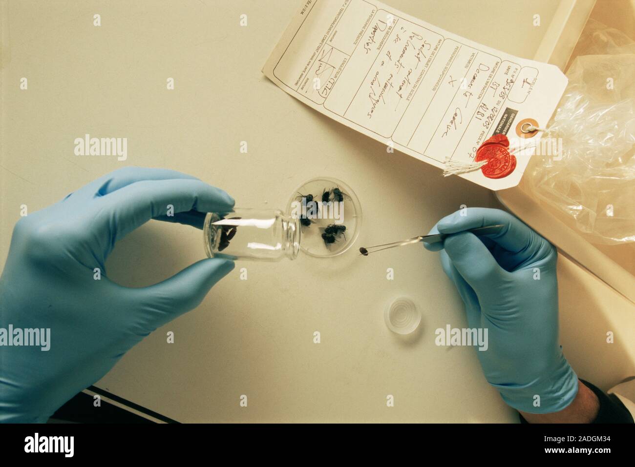 Forensic entomology. Forensic scientist sampling flies found on a ...