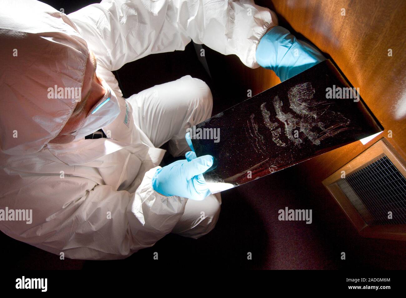 Footprint lifting. Scene of crime officer (SOCO) lifting a footprint ...