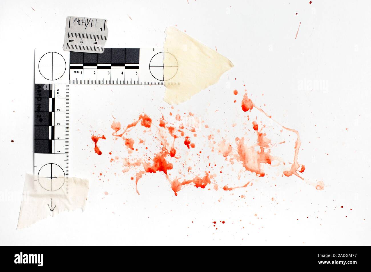 Blood spatter analysis. Bloodstain on a surface surrounded by scale ...