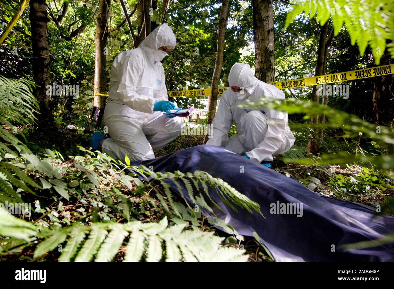 MODEL RELEASED. Murder investigation. Forensics officers sealing a bag ...