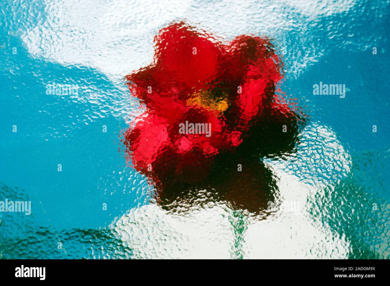 Image of a red flower behind frosted glass Stock Photo - Alamy