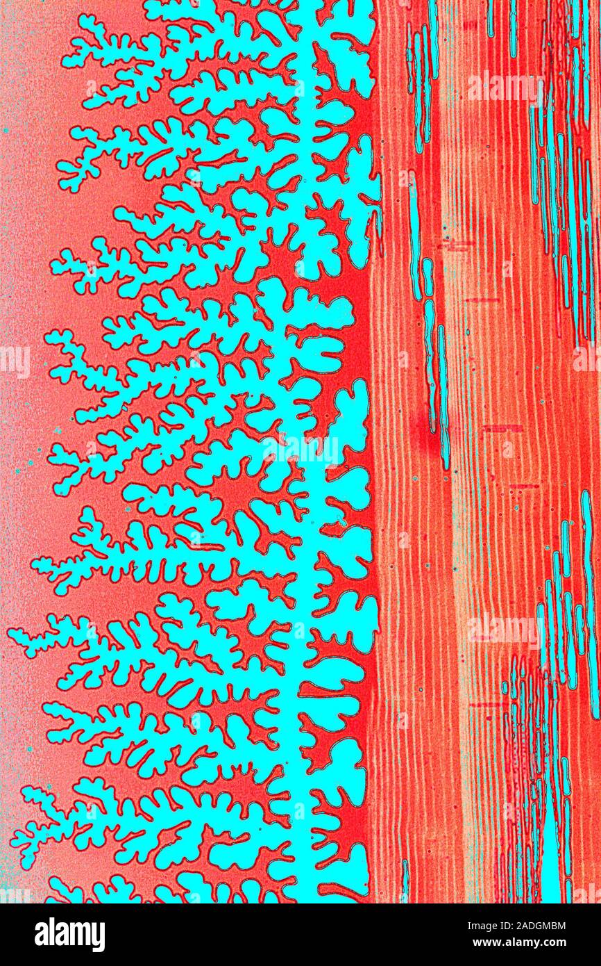 Resin patterns. Light micrograph of patterns that have formed in a ...