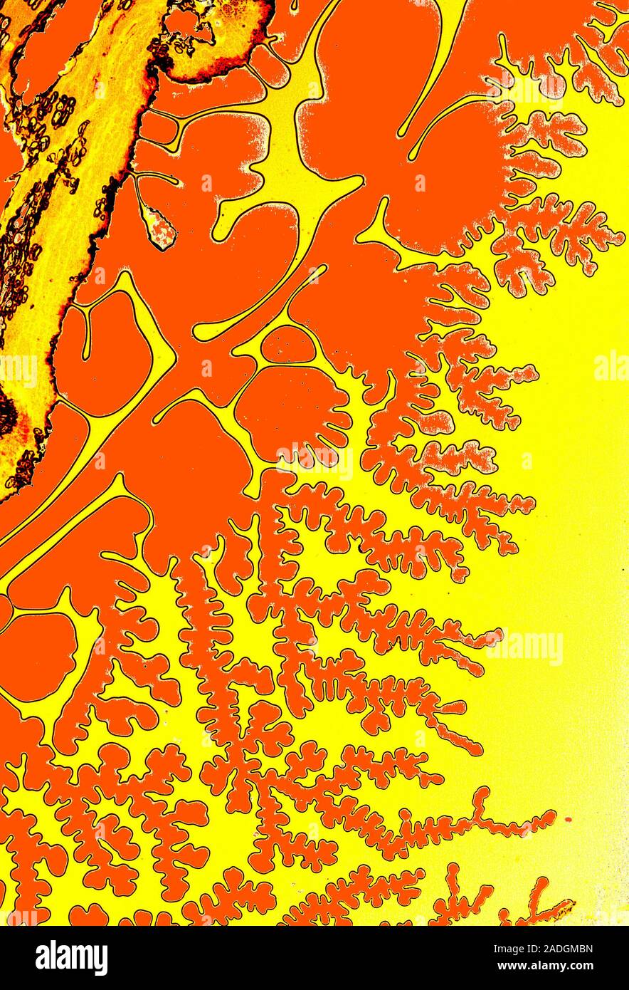 Resin patterns. Light micrograph of patterns that have formed in a ...
