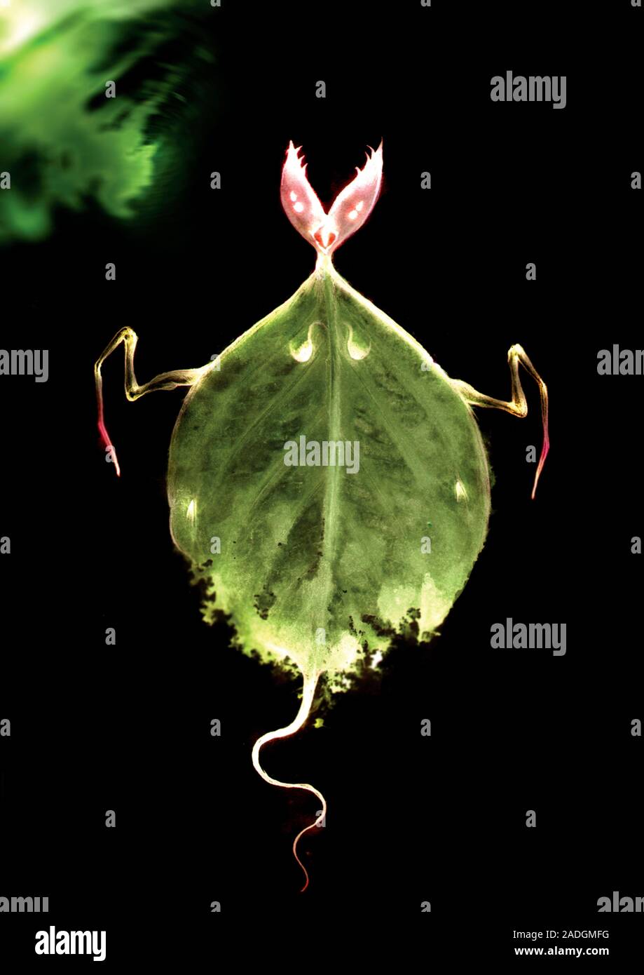 Memetic organism. Artwork of an 'affection' meme illustrated as a life ...