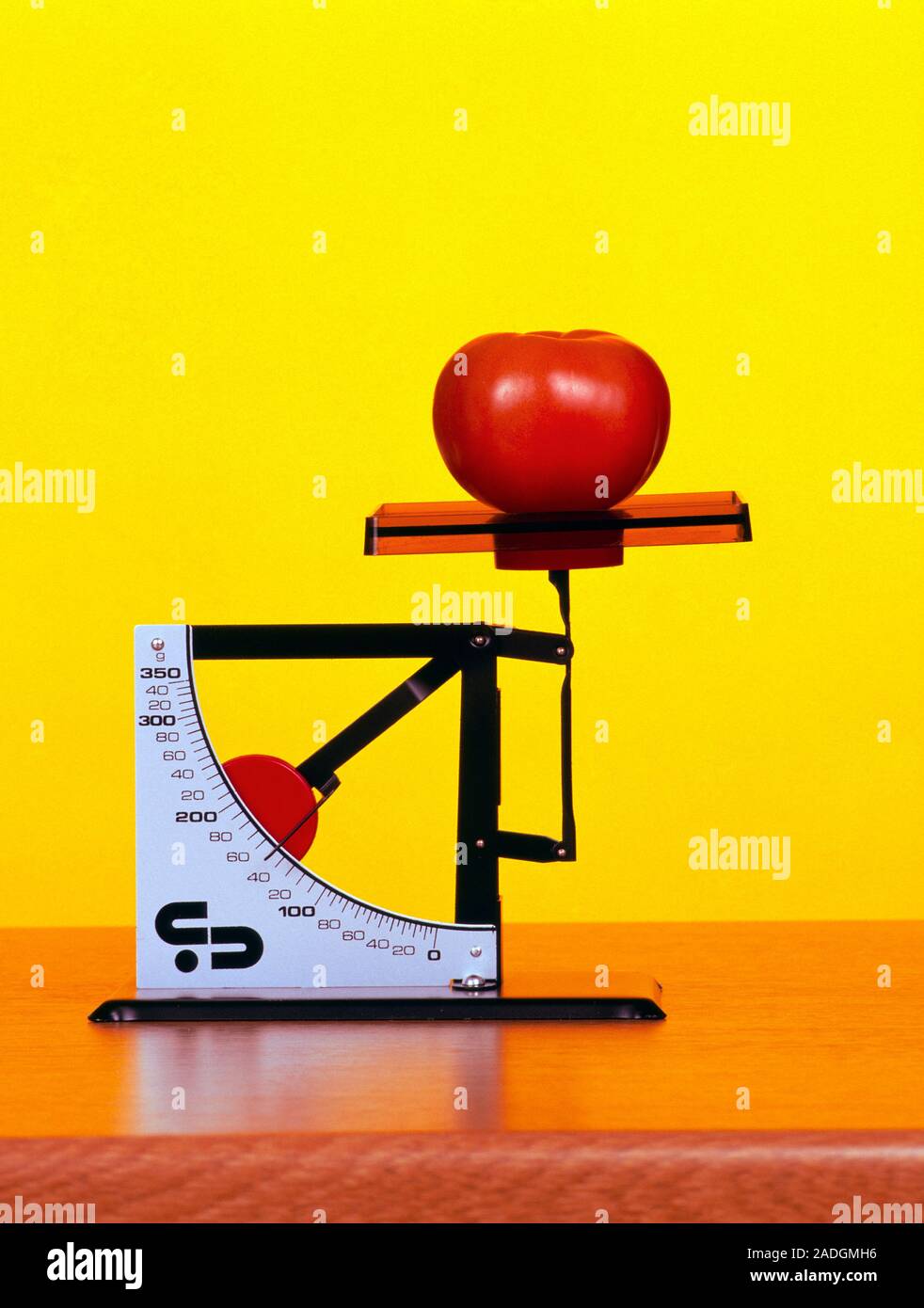 Tomato weighing. Tomato on a lever balance with a gramme scale. The ...