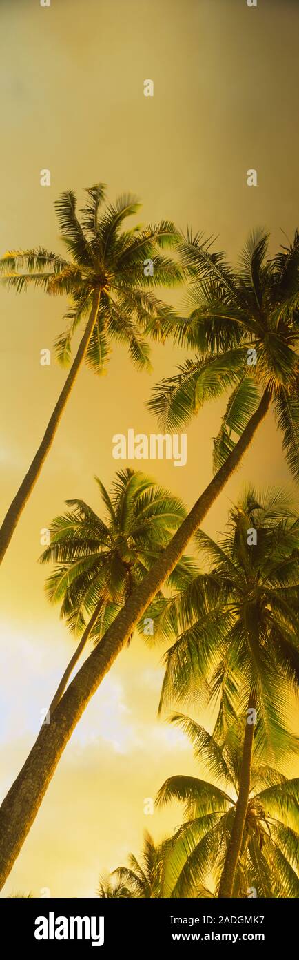 Low angle view of palm trees, French Polynesia Stock Photo - Alamy