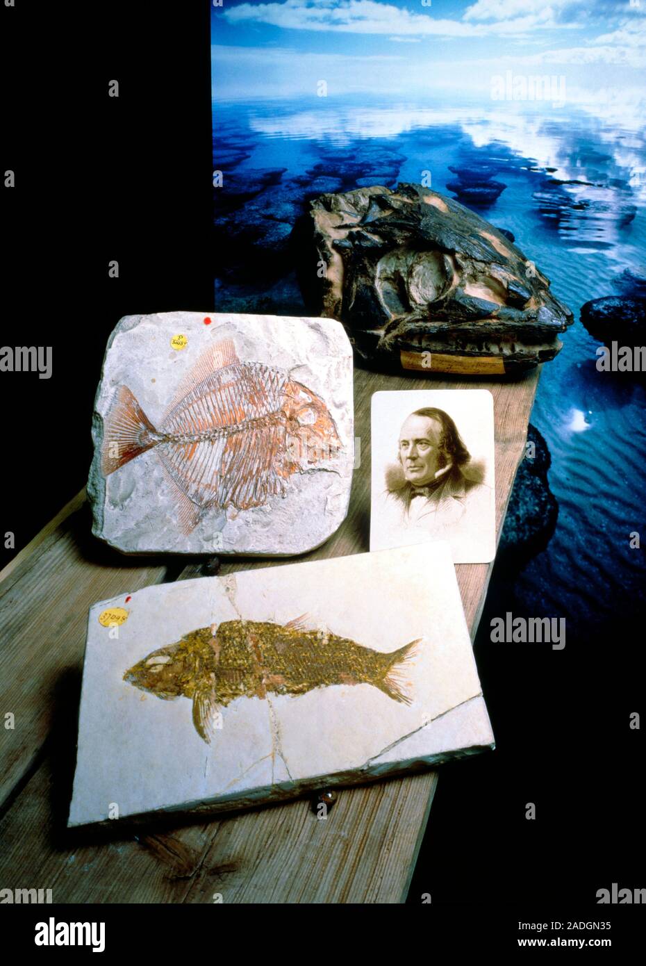 Composite photograph showing Jean Louis Rodolphe Agassiz (1807-1873 ...