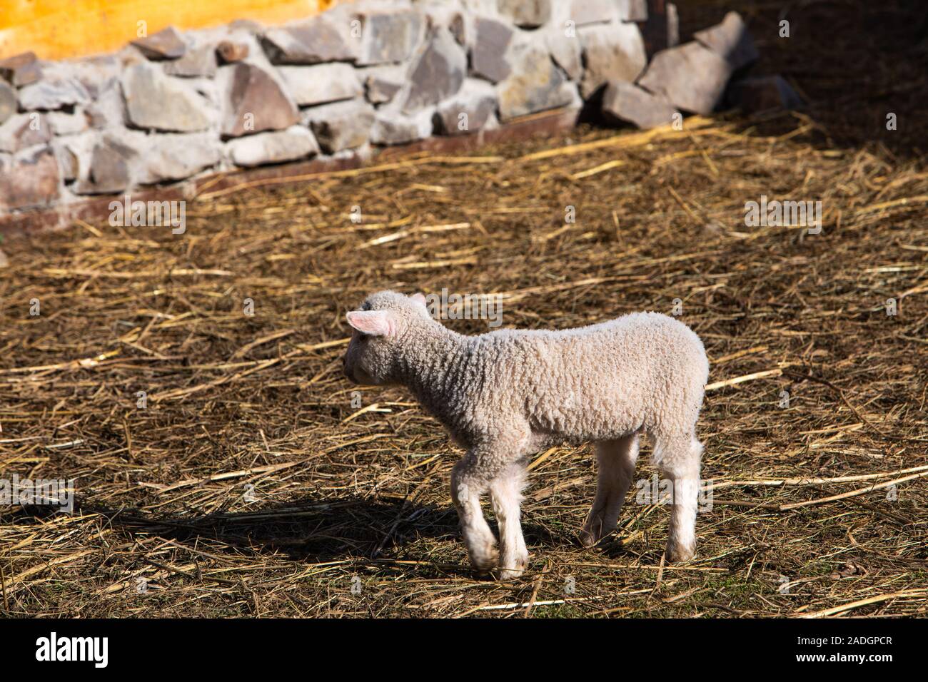 sheep at farm eating hay Stock Photo - Alamy