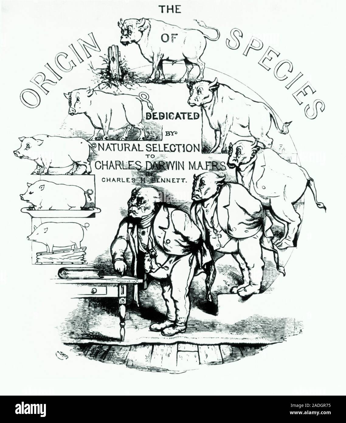 Charles Darwin Natural Selection Comic Natural Selection: Survival Of