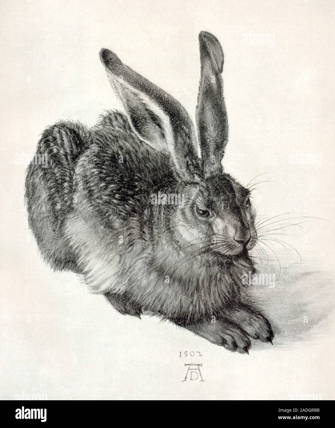 Durer's Young Hare. Sketch by the German artist Albrecht Durer (1471 ...