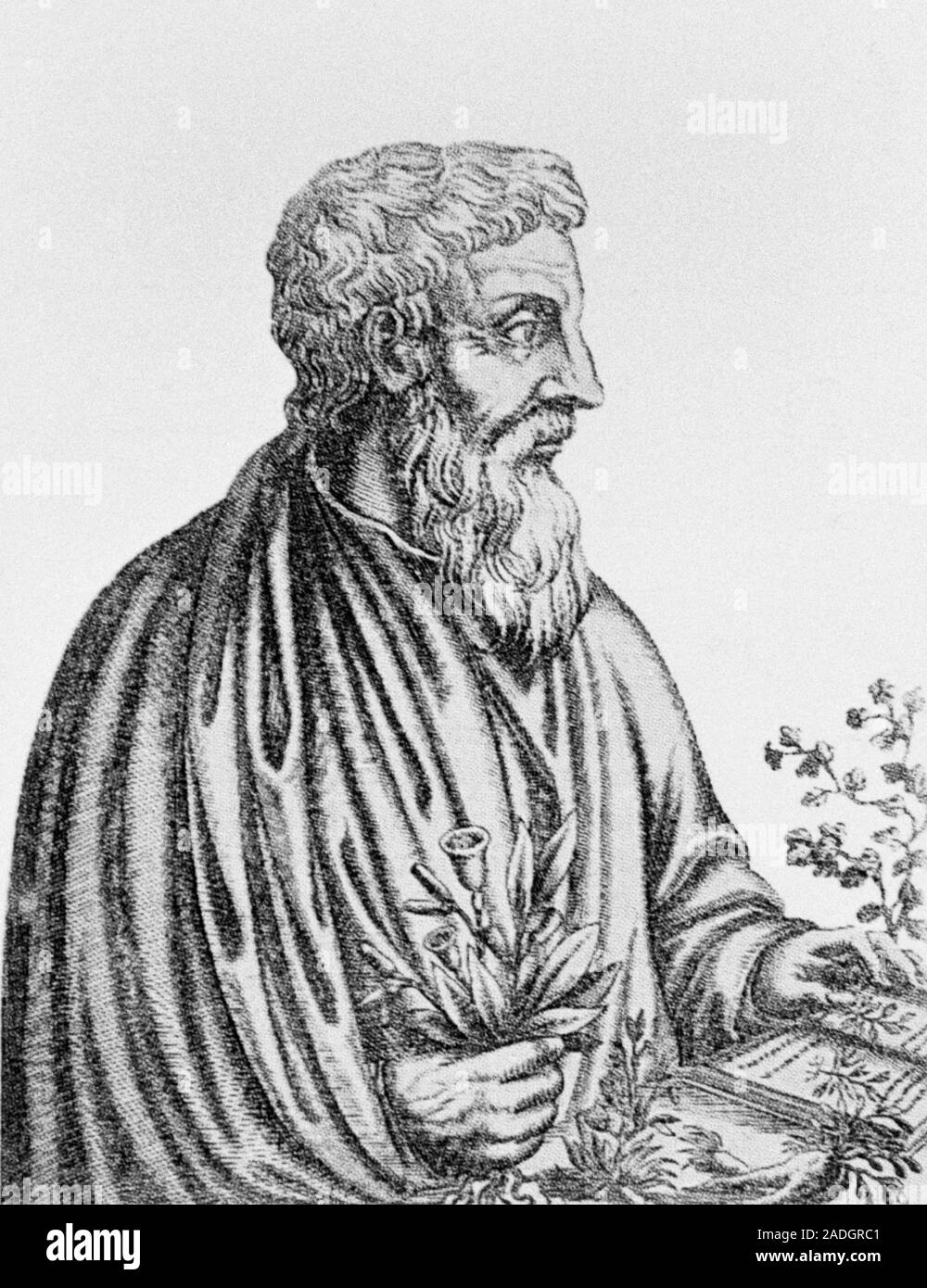 Pedanius Dioscorides (c.40-c.90 AD), ancient Greek physician ...