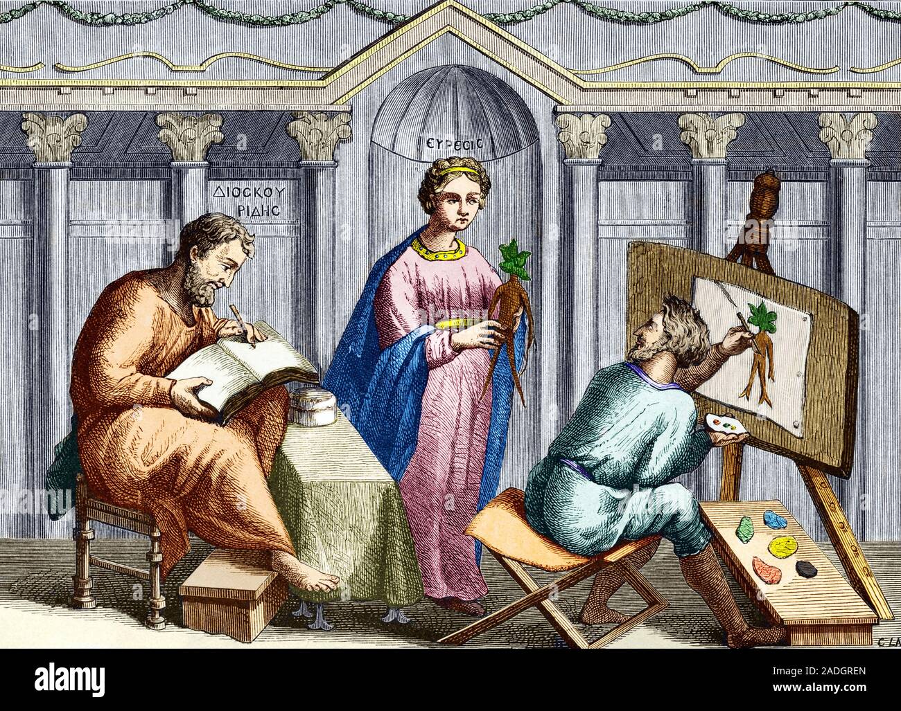 Pedanius Dioscorides (c.40-c.90 AD), ancient Greek physician. Coloured ...