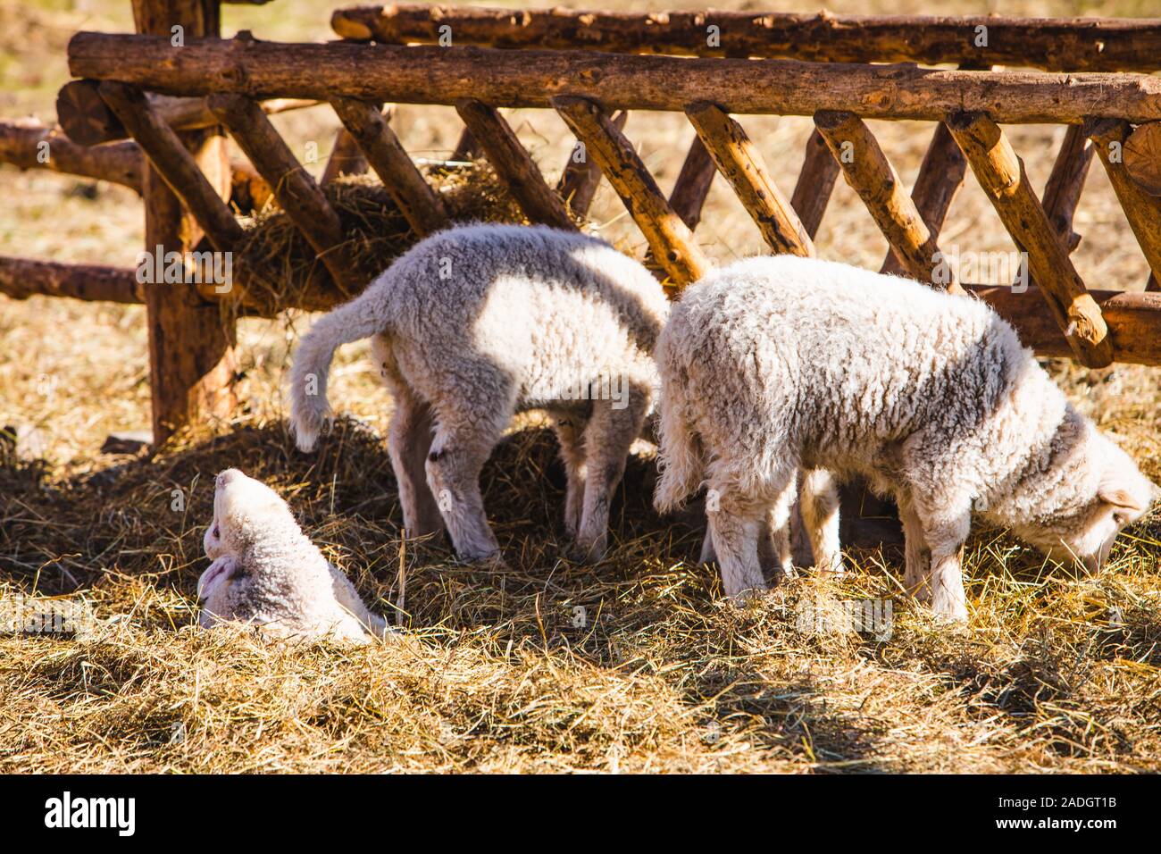 sheep at farm eating hay Stock Photo - Alamy