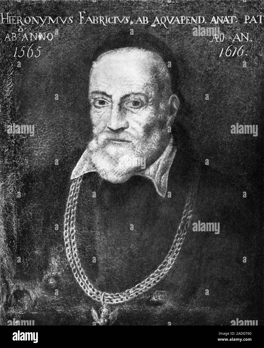 Hieronymus Fabricius ab Aquapendente (1537-1619), Italian anatomist ...
