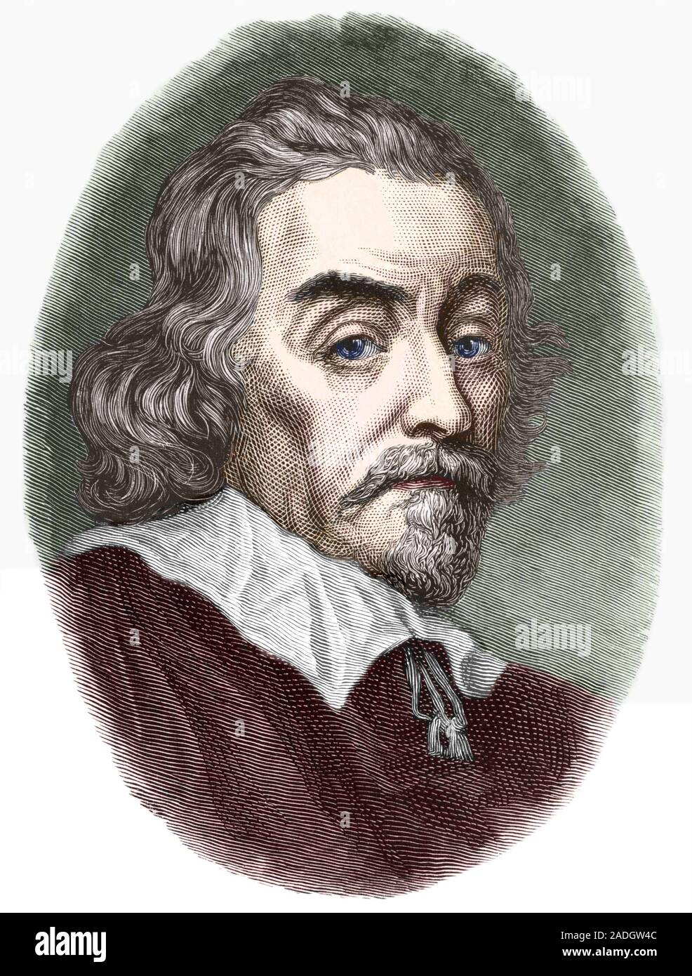 William Harvey. Historical portrait of the English physician William ...