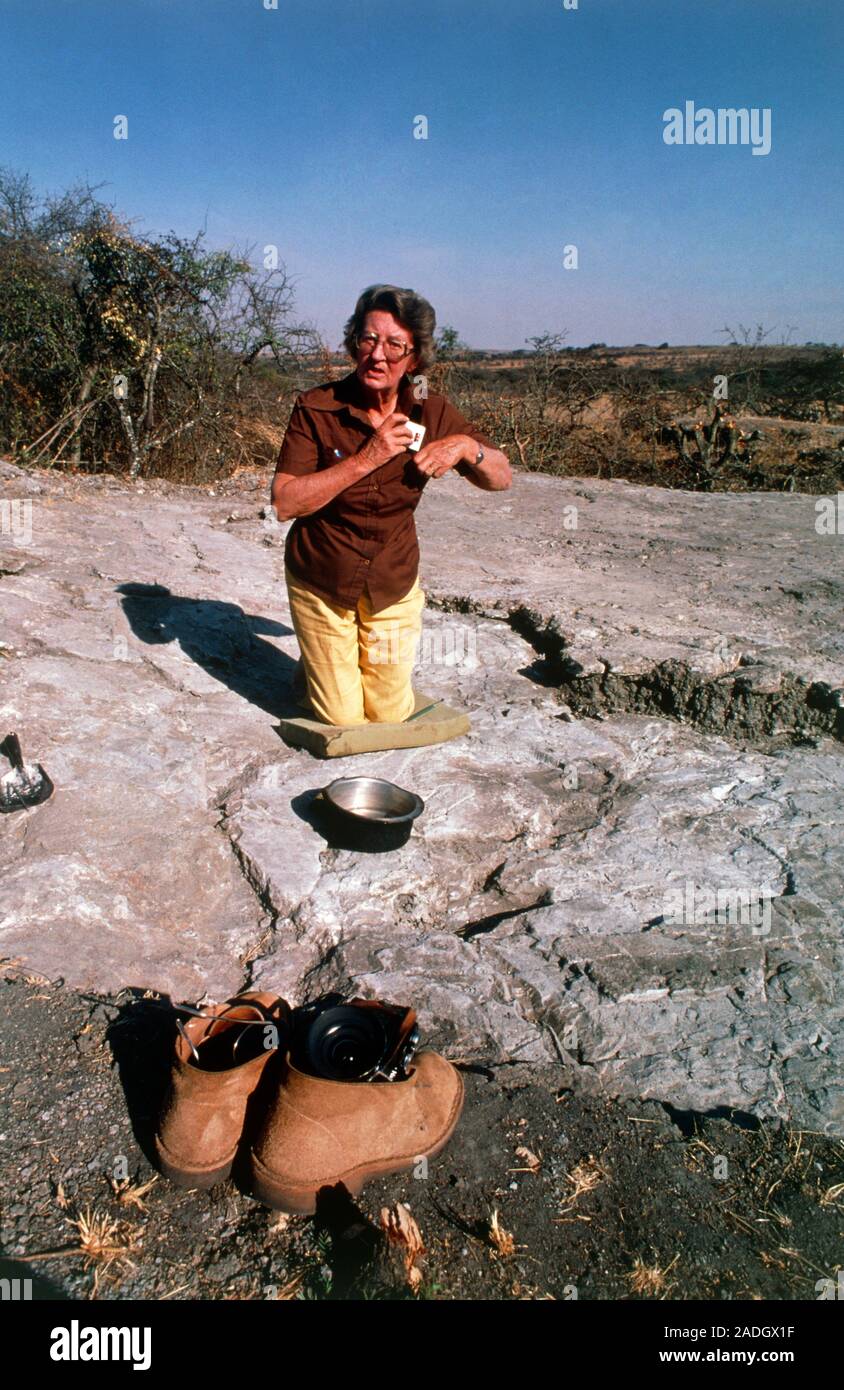 Mary Leakey (1913-1996), palaeoanthropologist, seen here on site during ...