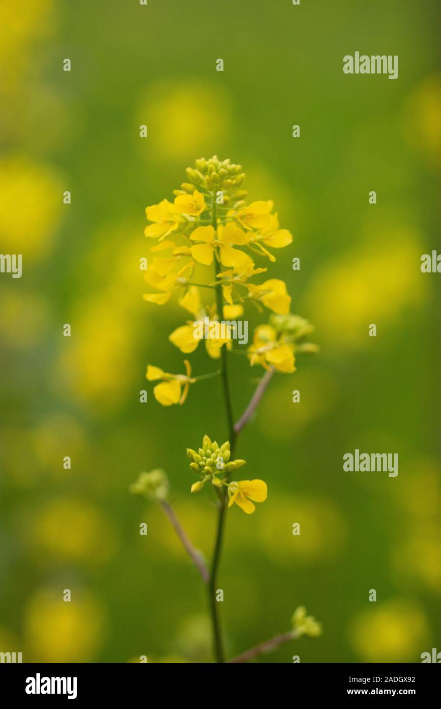 Yellow centaury / St.John's wort (Hypericum perforatum Stock Photo - Alamy